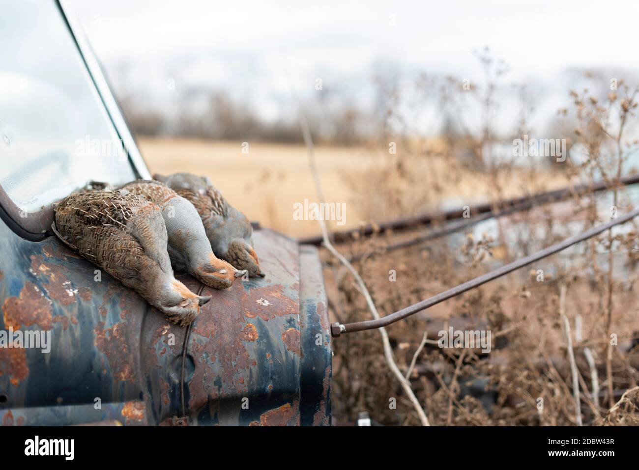 Partridge Hunting in North Dakota Stock Photo - Alamy