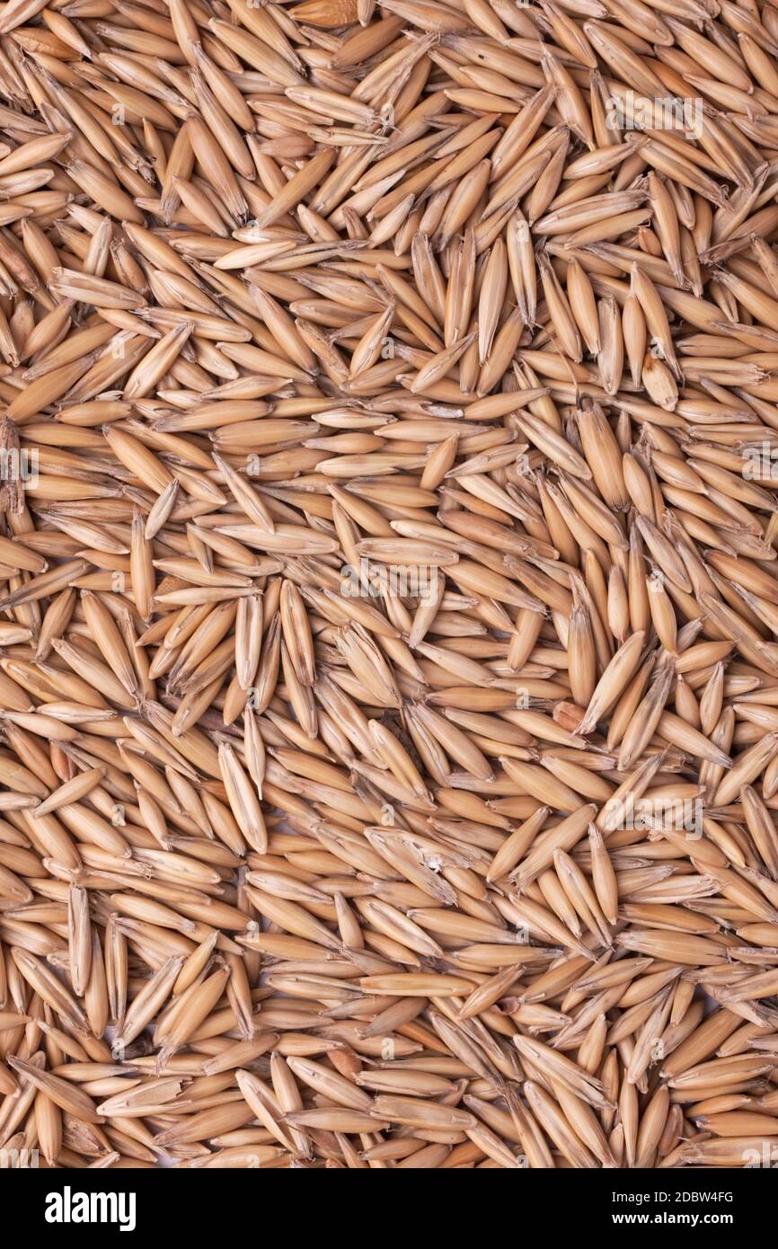 Oats texture, background Stock Photo - Alamy