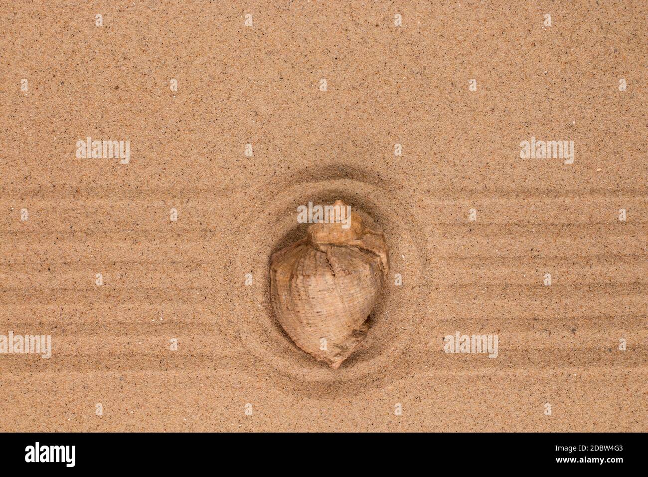 Circle made of sand with seashell. Copy space. Top view Stock Photo - Alamy