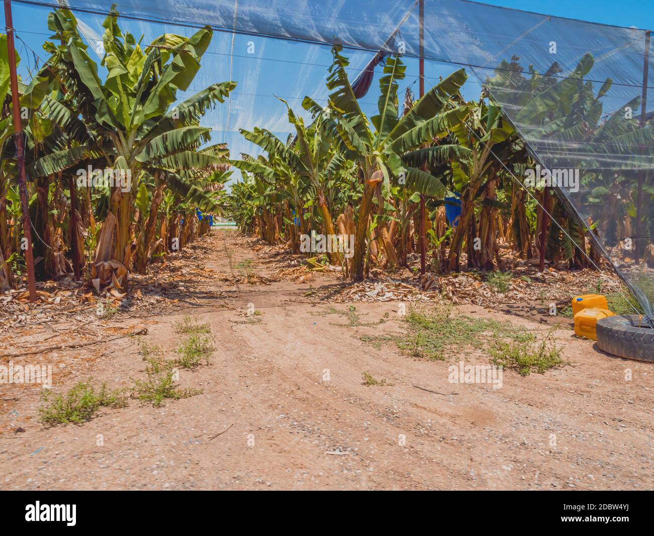 Banana trees plantations with a bunch of growing raw green bananas. In ...