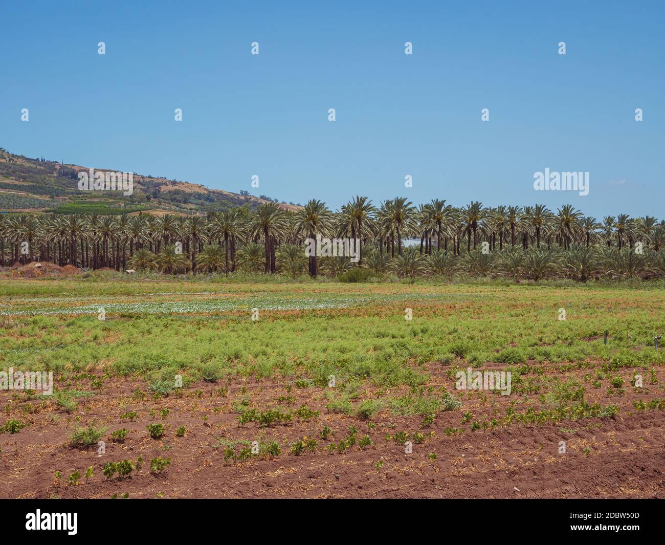 Date palms trees plantation. Tropical agriculture industry in Kibbutz ...
