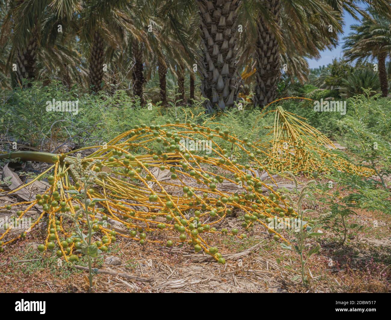 Date clusters in tree hi-res stock photography and images - Alamy