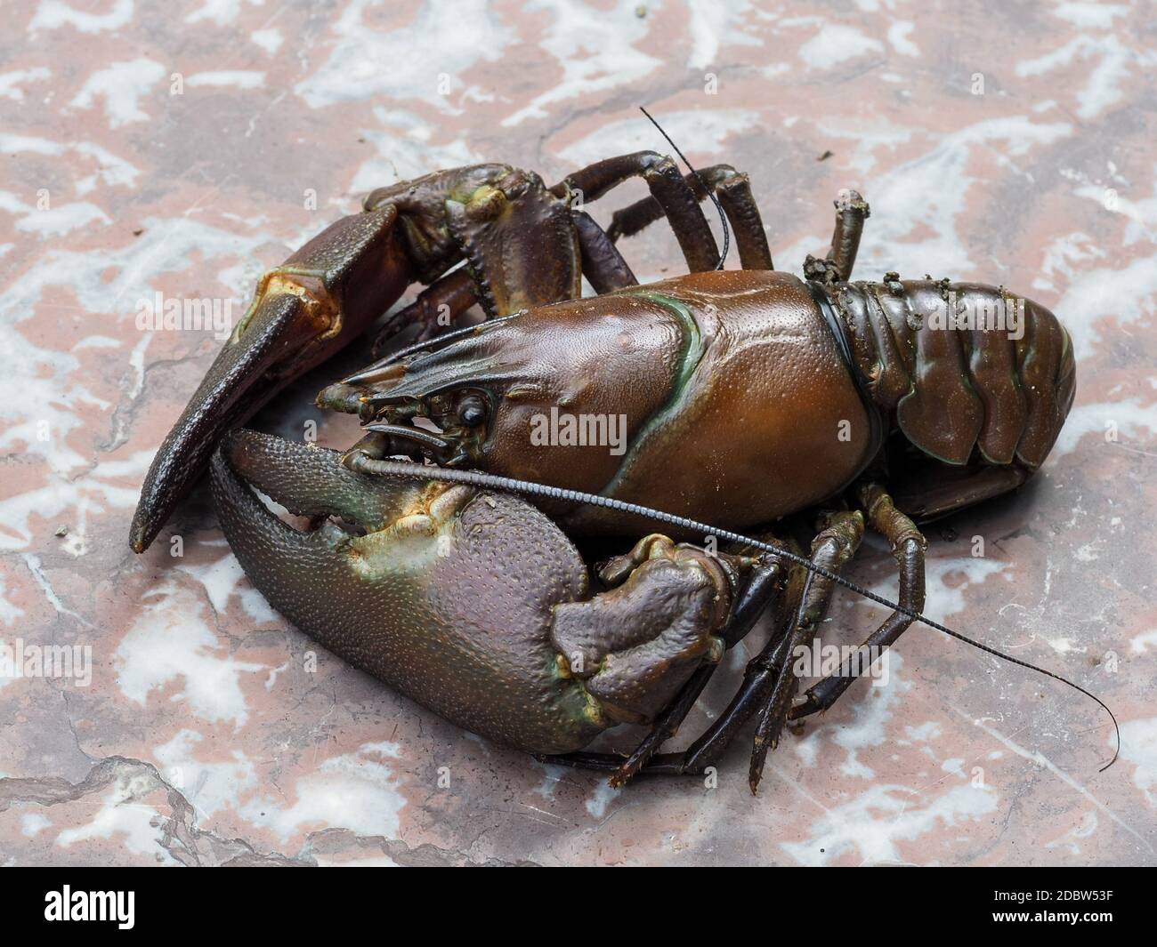 Close-up of signal crayfish, Pacifastacus leniusculus Stock Photo - Alamy