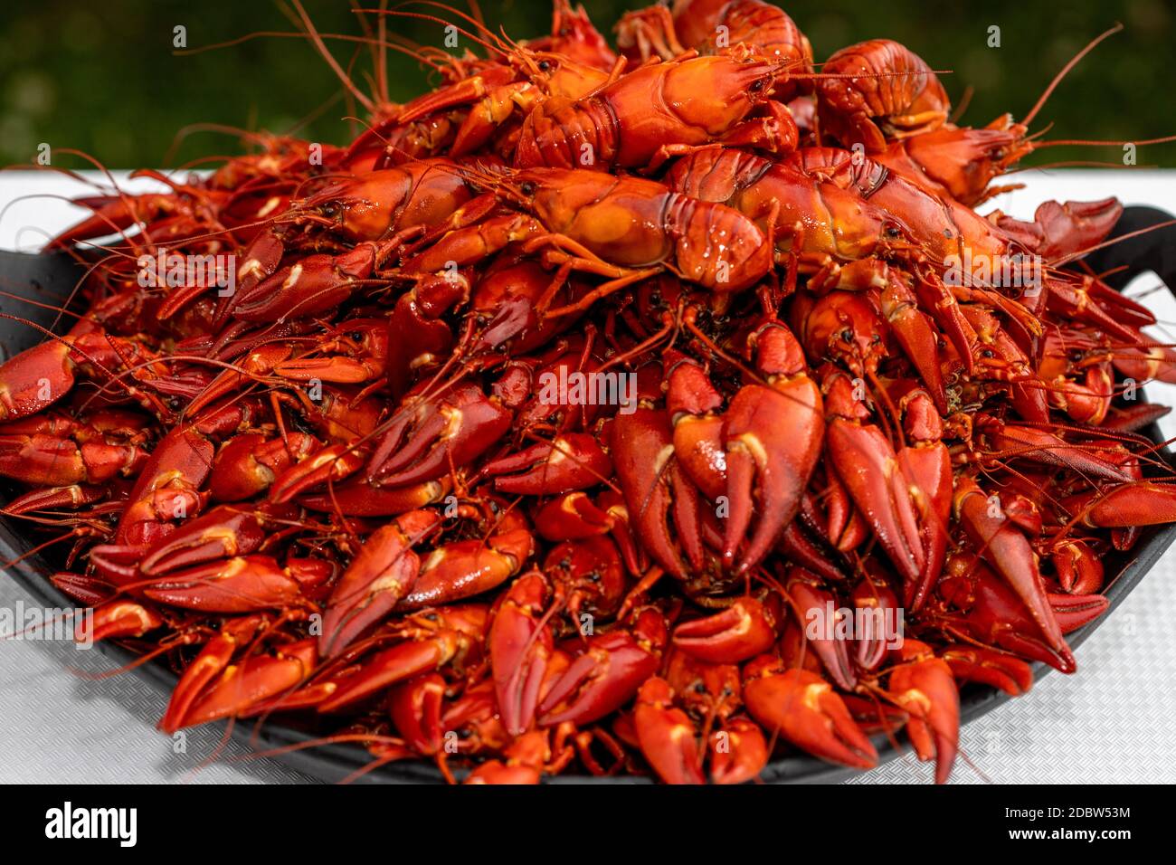 A lot of cooked signal crayfish, Pacifastacus leniusculus, ready to eat ...