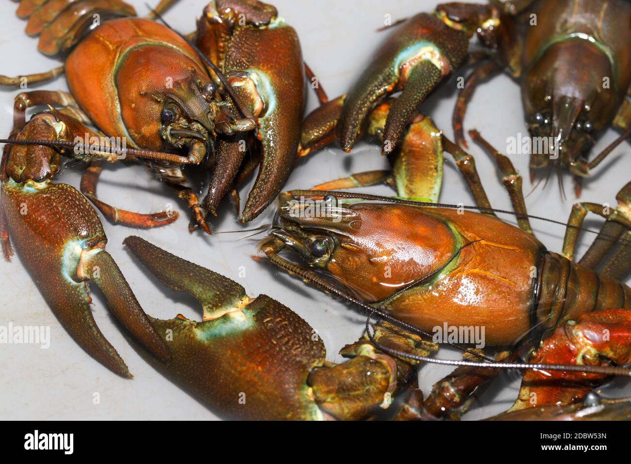 Several signal crayfish, Pacifastacus leniusculus, in a water tank ...