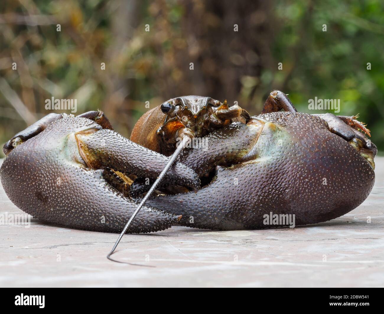 Signal crayfish, Pacifastacus leniusculus, with large scissors Stock ...