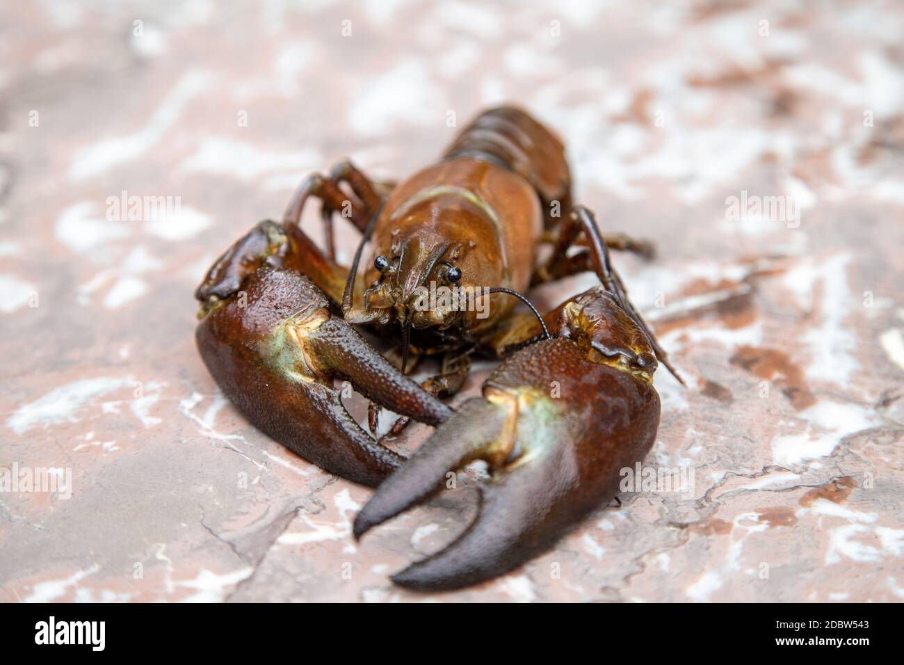 Close-up of signal crayfish, Pacifastacus leniusculus Stock Photo - Alamy