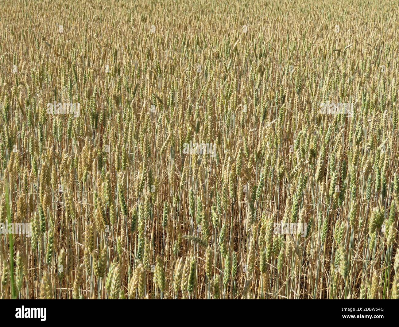 Beautiful grain field with large spikes of intense color Stock Photo ...