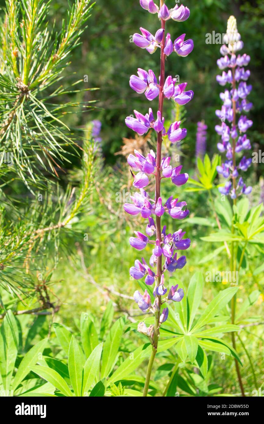 Blooming lupine flowers - Lupinus polyphyllus - wild forest of Belarus ...