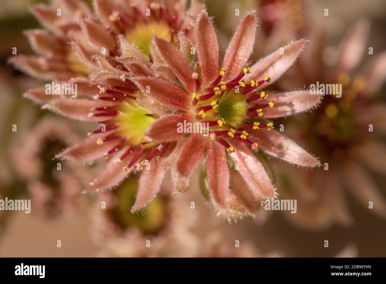 Houseleek family hi-res stock photography and images - Alamy