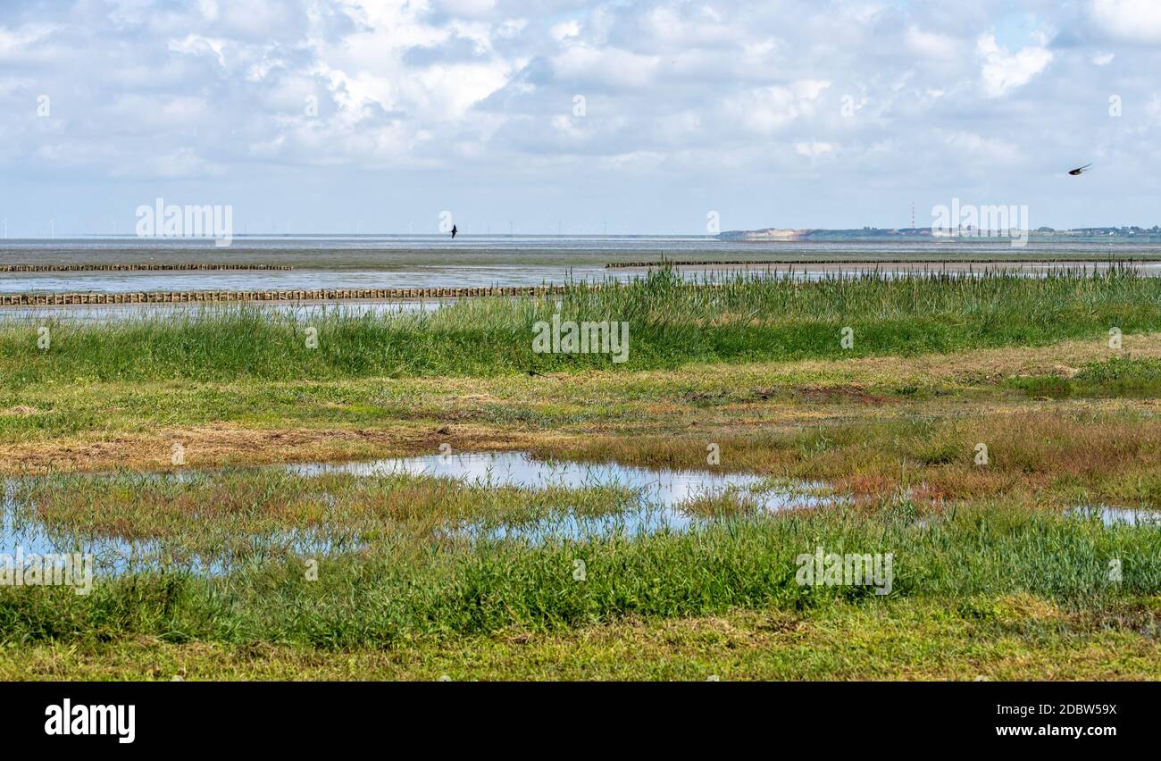 Wadden sea flora hi-res stock photography and images - Alamy