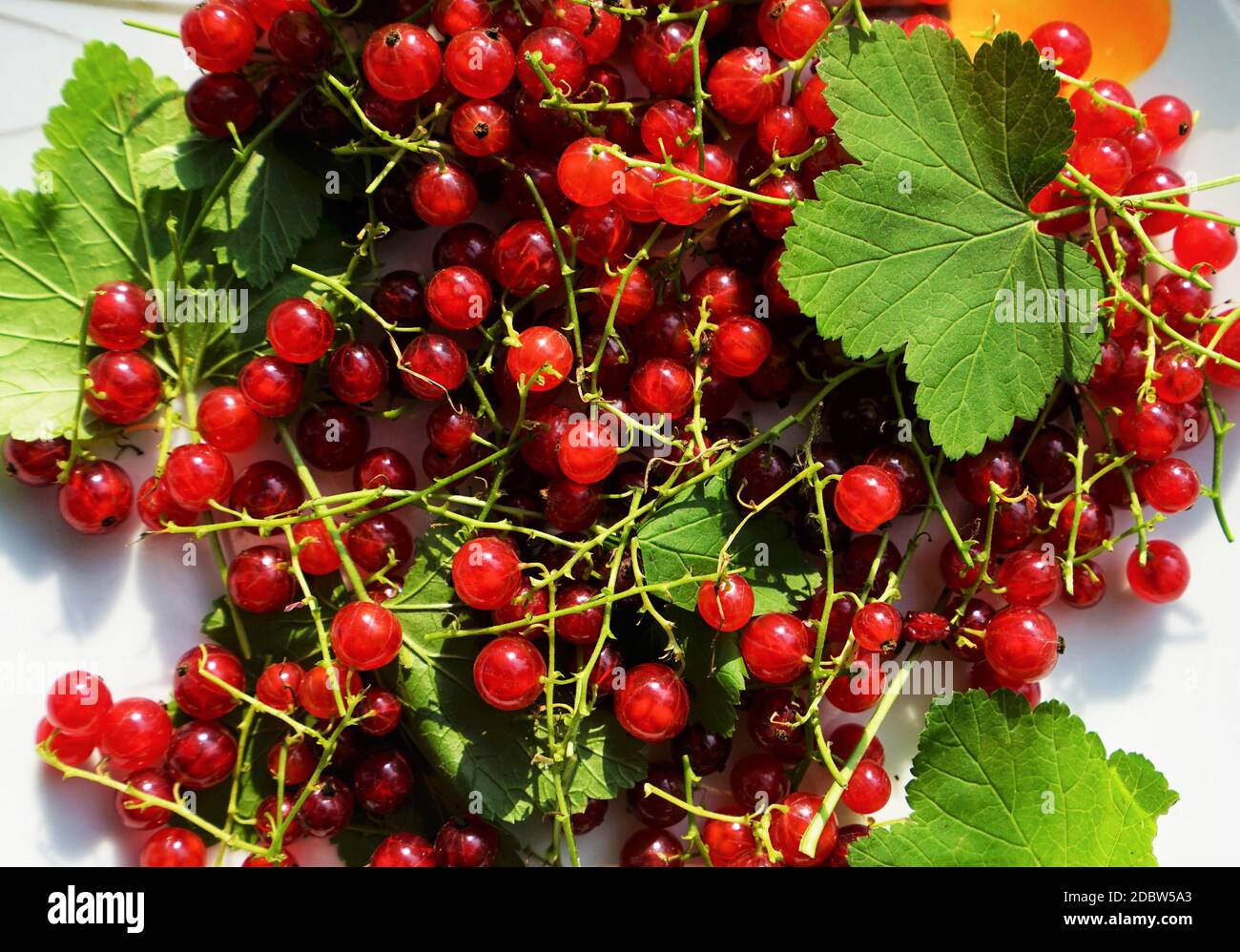 Currants berries hi-res stock photography and images - Alamy