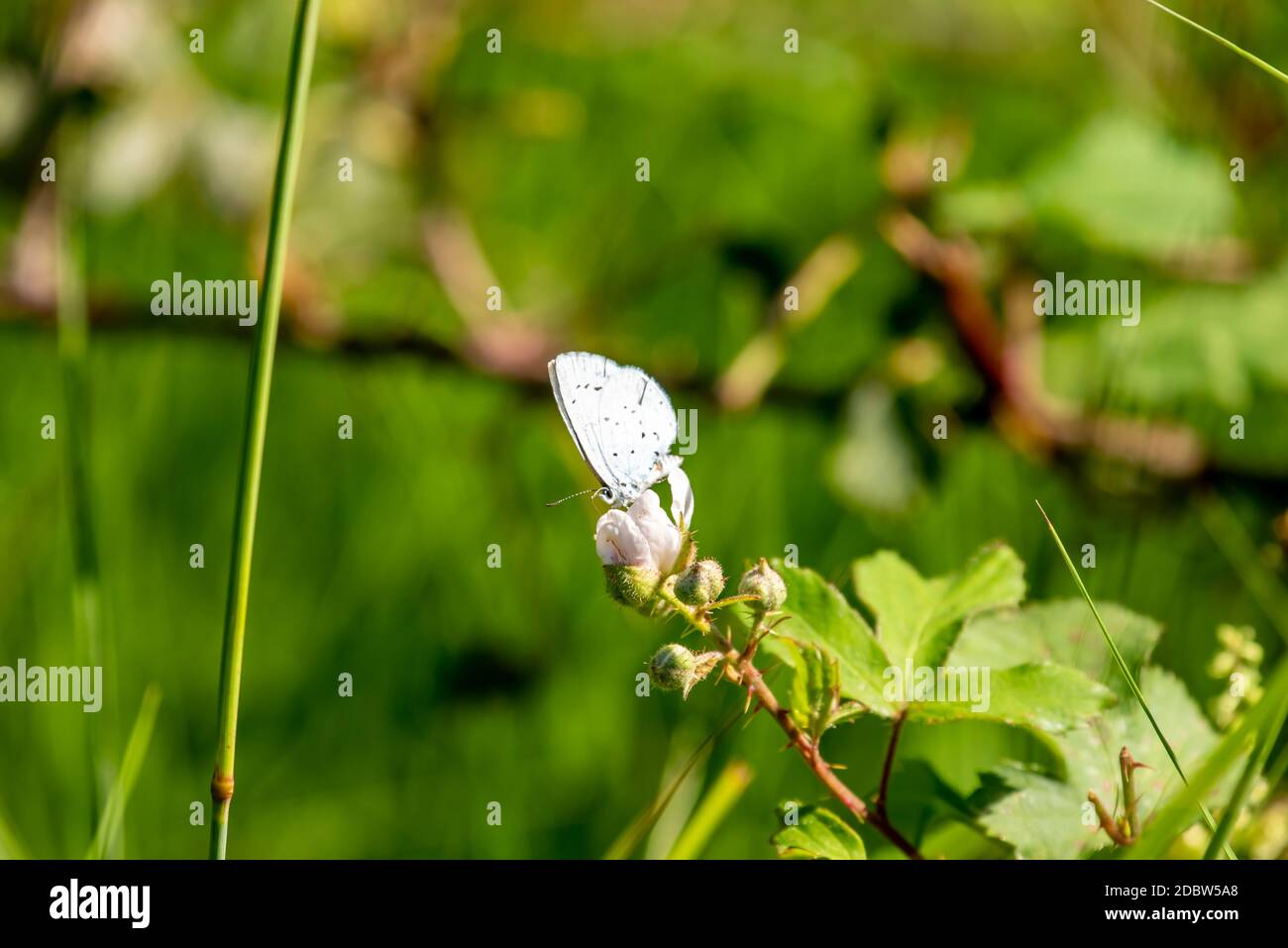 Suction proboscis hi-res stock photography and images - Alamy