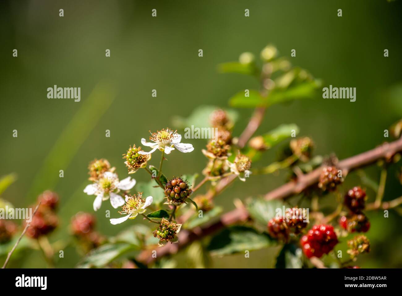 Blackberry thorns hi-res stock photography and images - Alamy