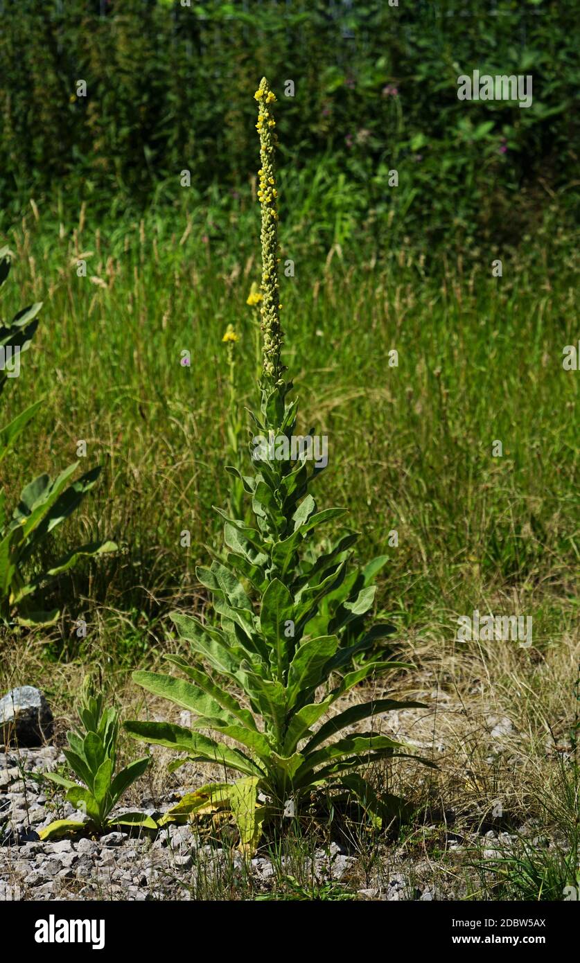 Mullein medicinal plant herb medicinal hi-res stock photography and ...