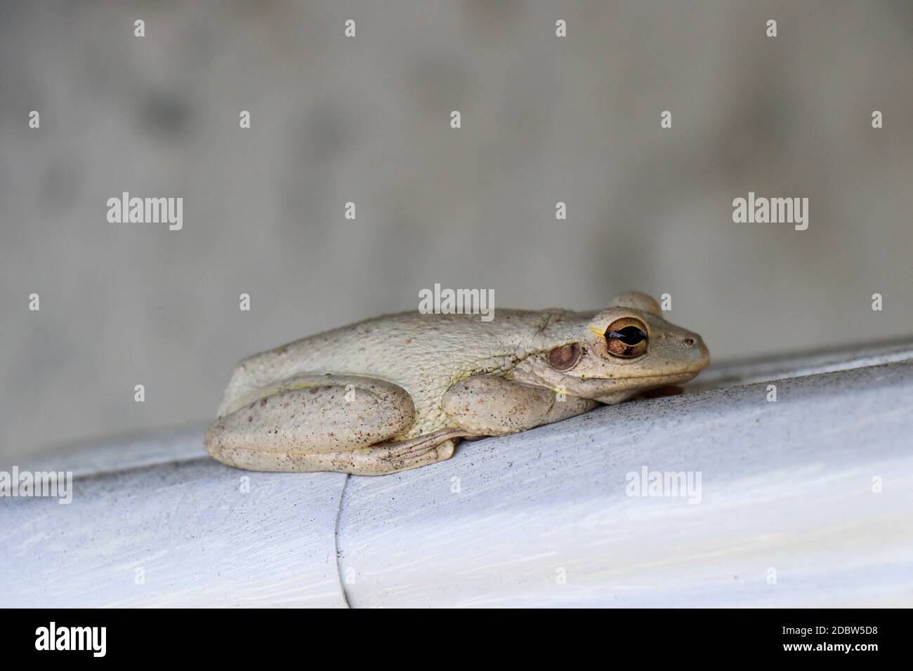 Gray beige frog resting on a gutter downspout with brown eye open lying ...