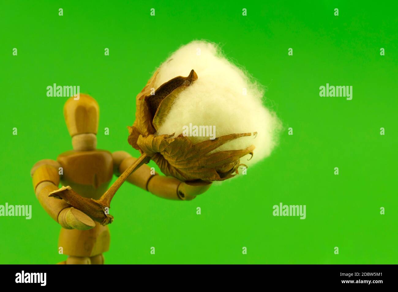 Wooden puppet or figure holding a raw cotton boll over a green ...
