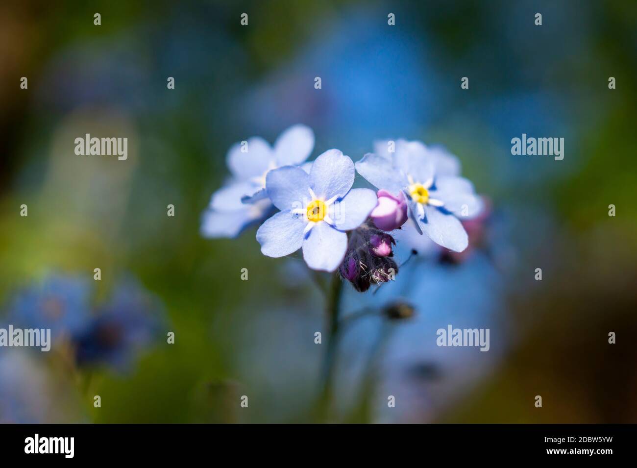 Myosotis sylvatica, the wood forget-me-not or woodland forget-me-not ...