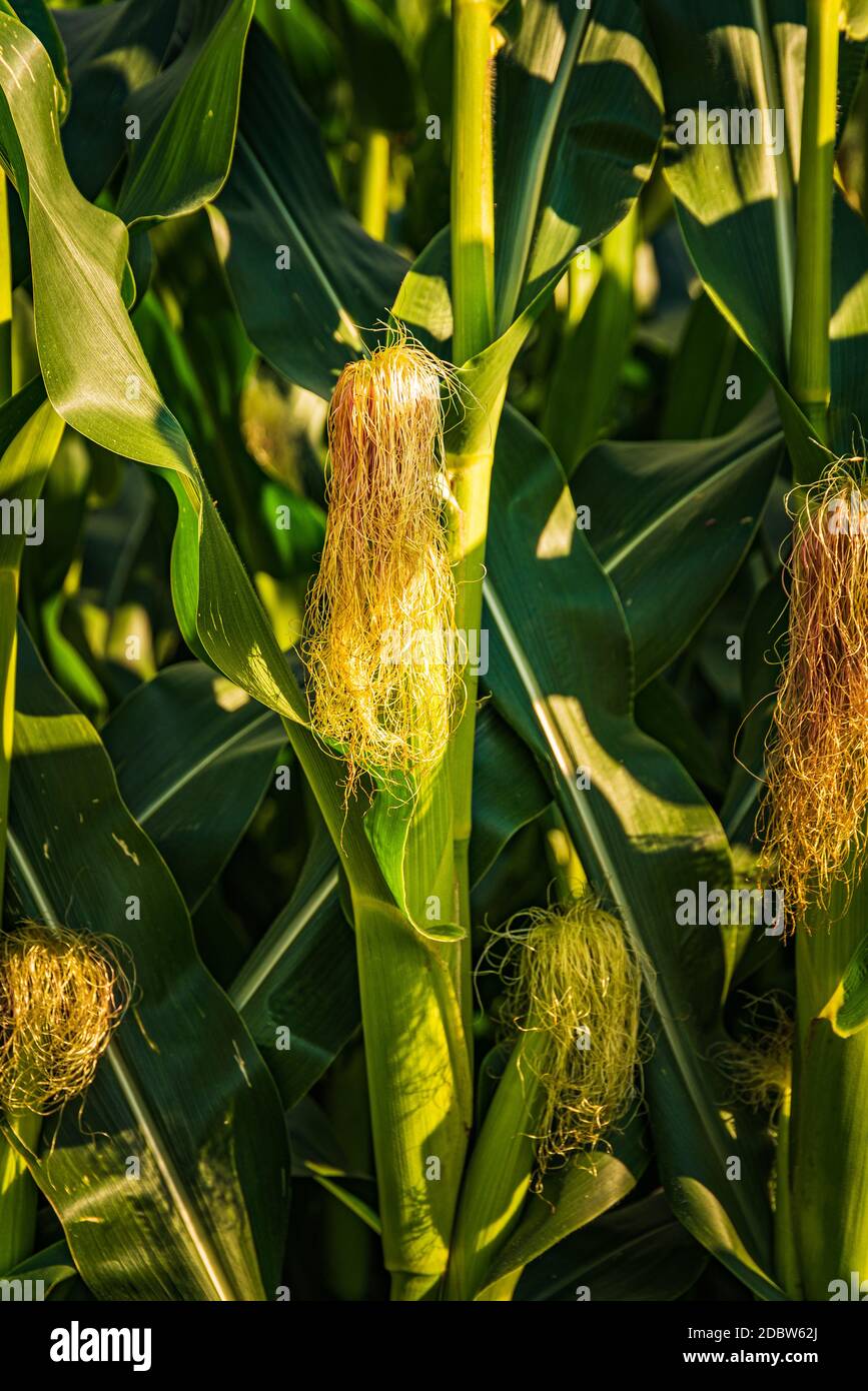 Young cob corn on the stalk. Maize field background. Agriculture ...