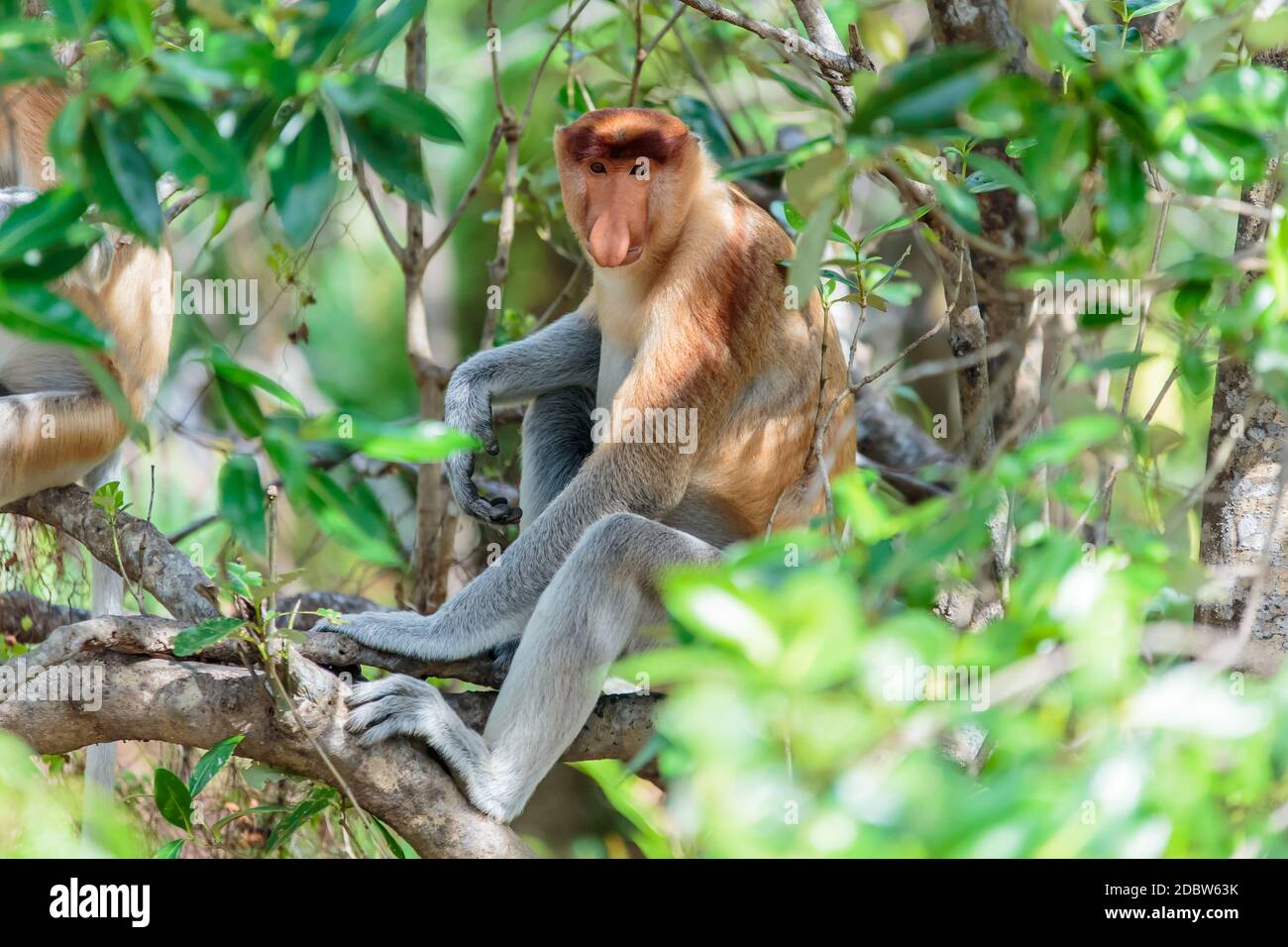 Big nose monkey hi-res stock photography and images - Alamy