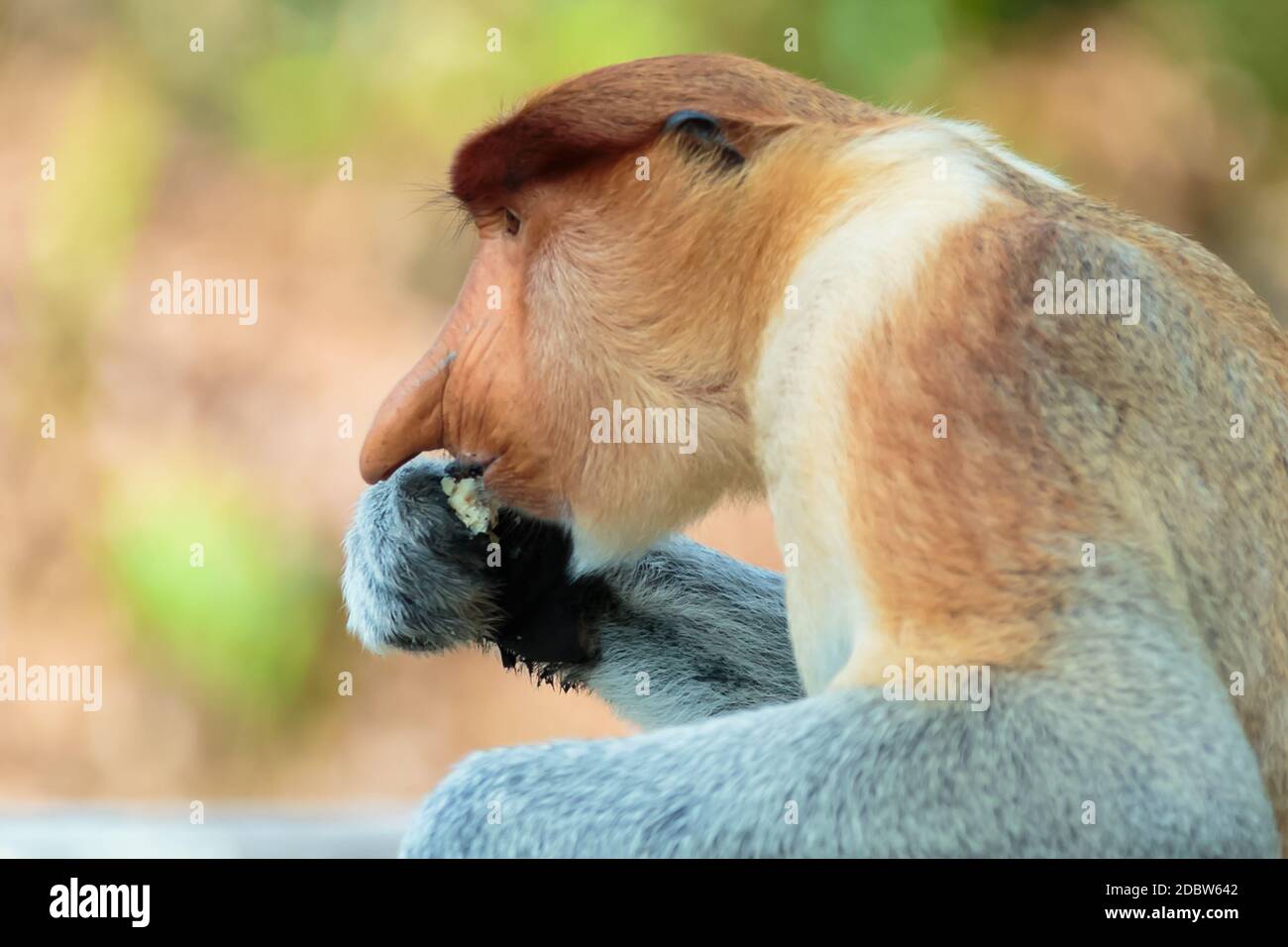 Animal Nose High Resolution Stock Photography and Images - Alamy
