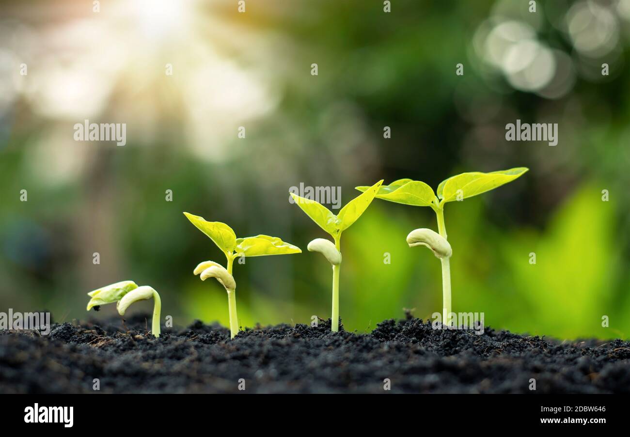 Small trees of different sizes on a green background, the concept of ...