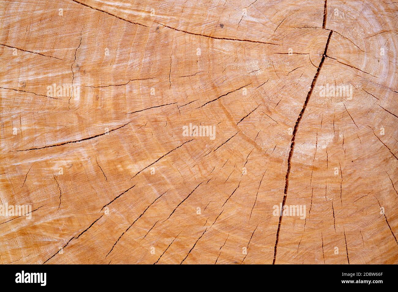 Annual growth rings on logged tree texture background Stock Photo - Alamy