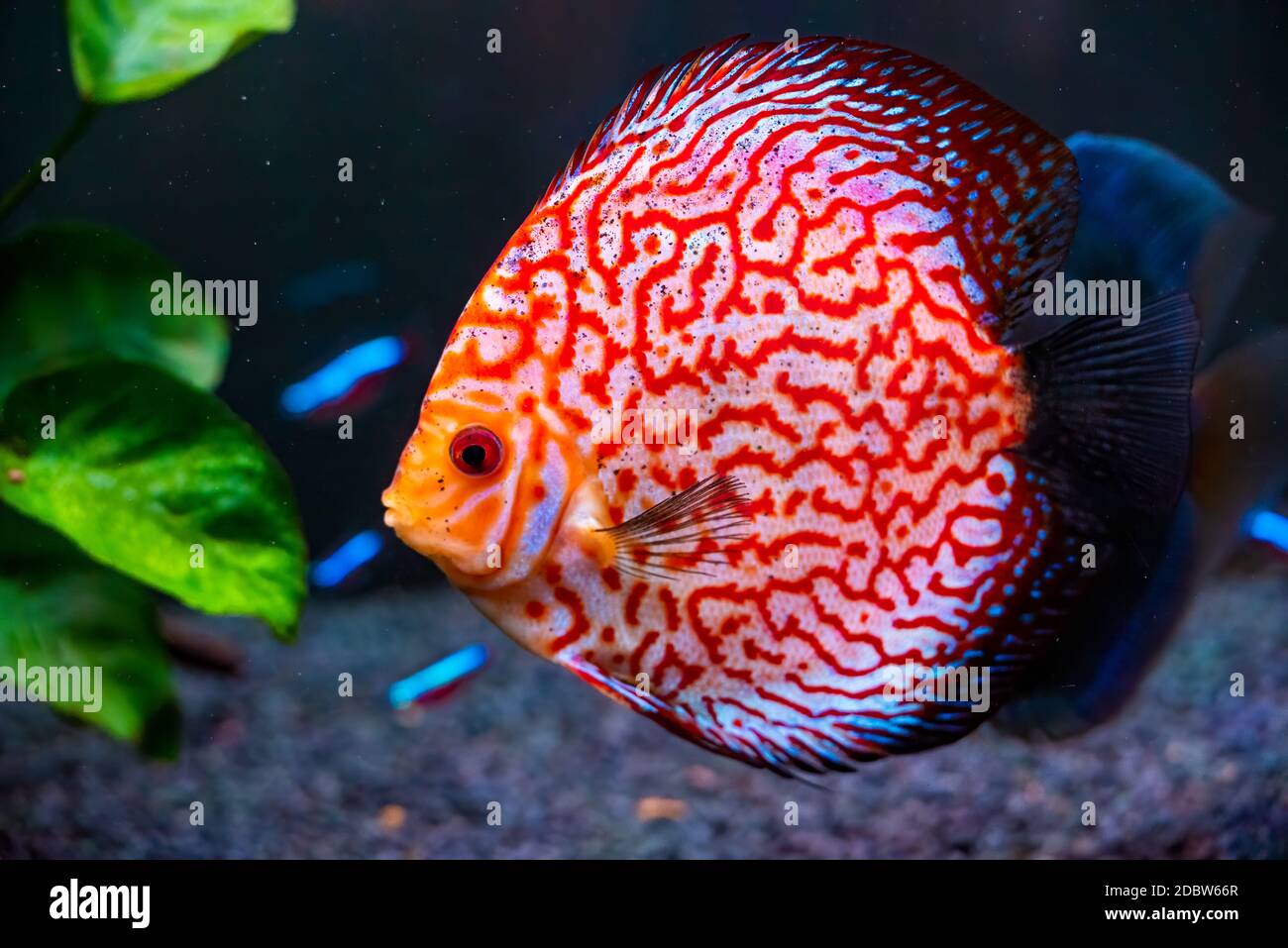 Closeup of a checkerboard red tropical Symphysodon discus fish in ...