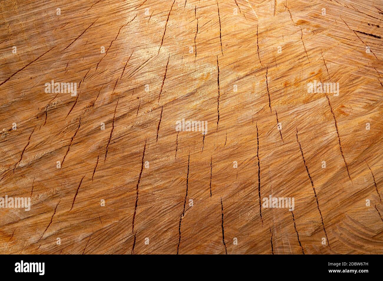 Annual growth rings on logged tree texture background Stock Photo - Alamy