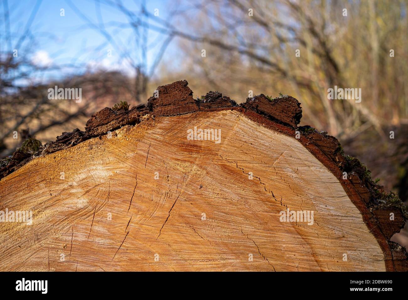 Close up on the cross section of a tree trunk showing the growth rings ...