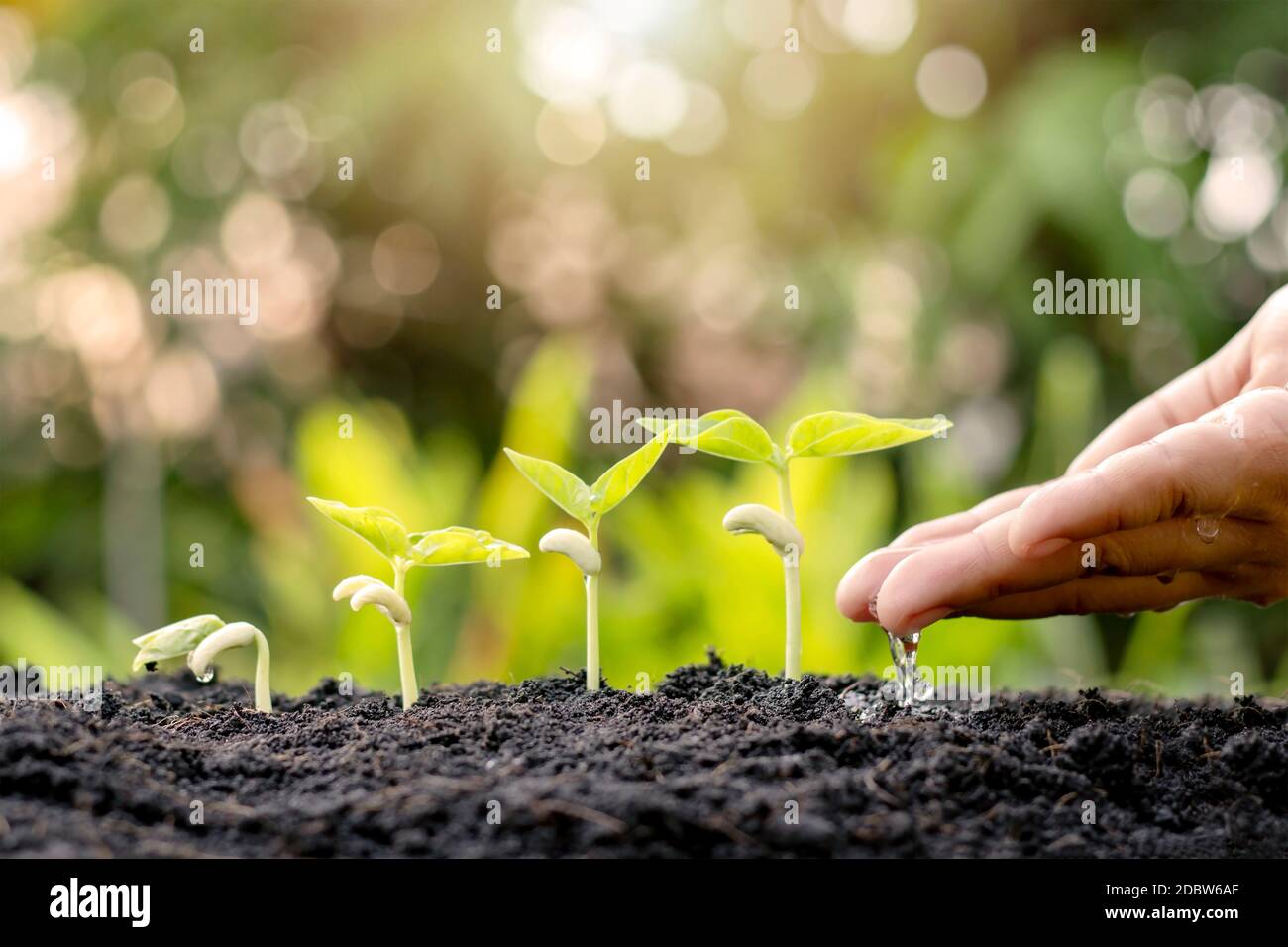 Growing crops on fertile soil and watering plants, including showing ...