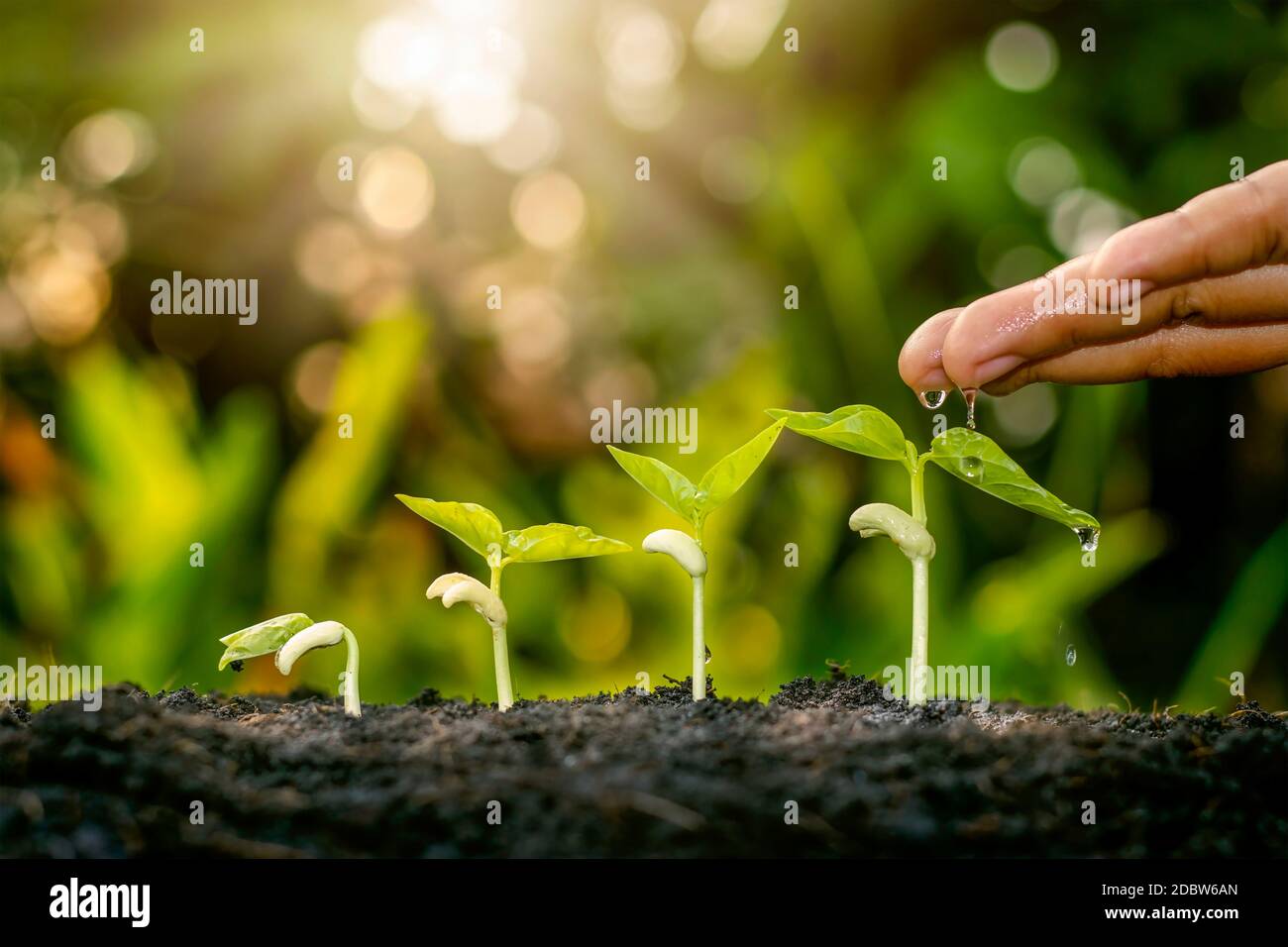 Fertile Crops