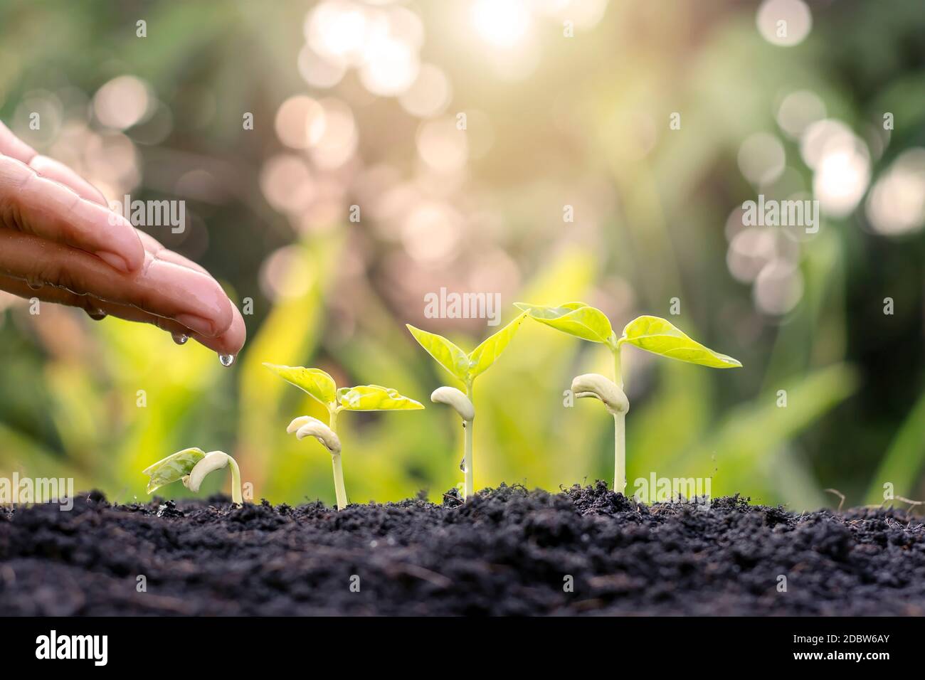 Growing crops on fertile soil and watering plants, including showing ...