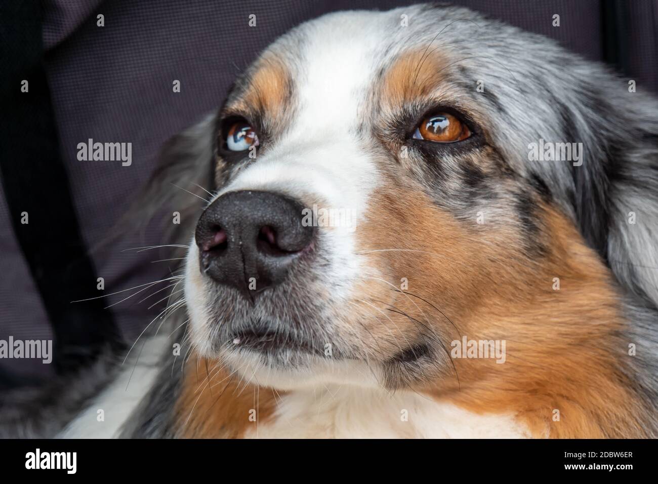 a dog with different colored eyes Stock Photo - Alamy