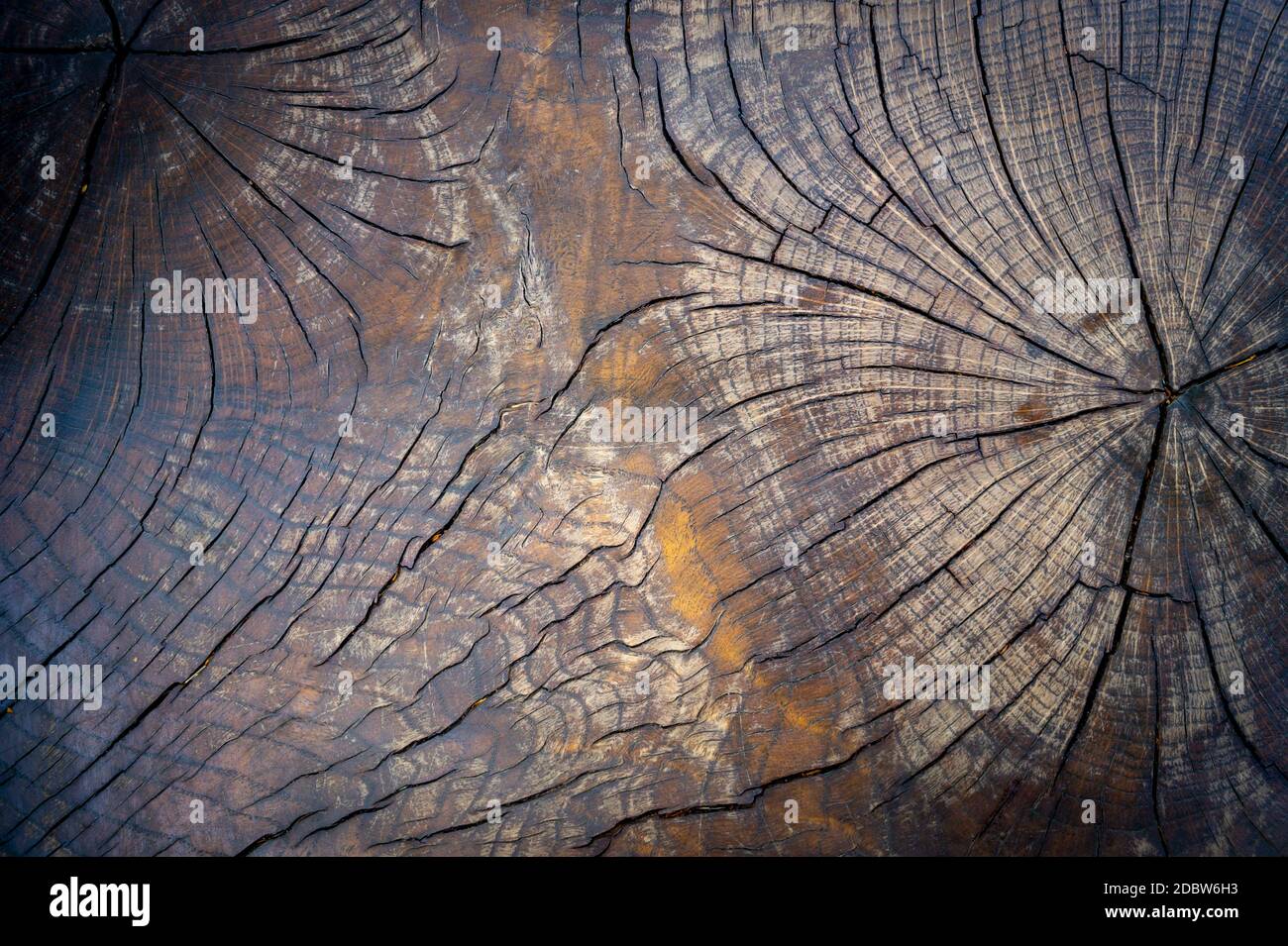 Tree rings old weathered wood texture with the cross section of a cut ...