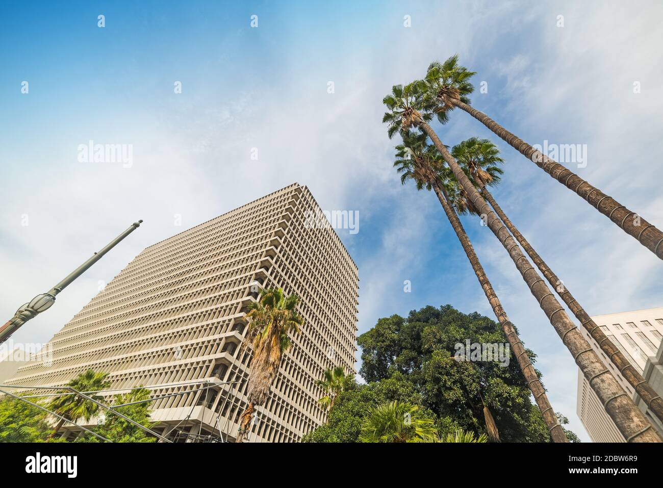 Palms in downtown Los Angeles, California Stock Photo - Alamy