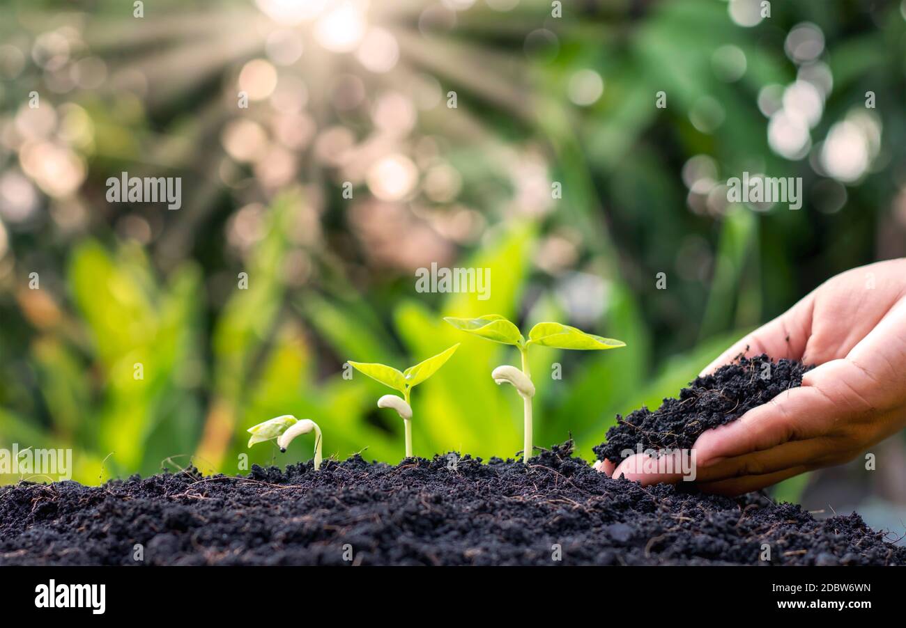 Planting crops on fertile soil and the hands of farmers spinning the ...