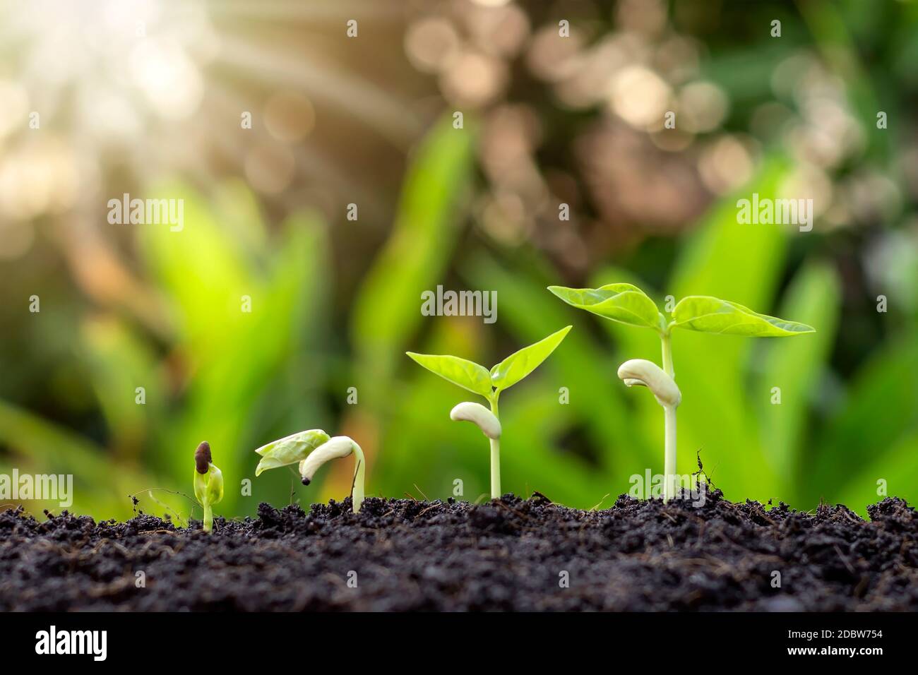 Small trees of different sizes on a green background, the concept of ...