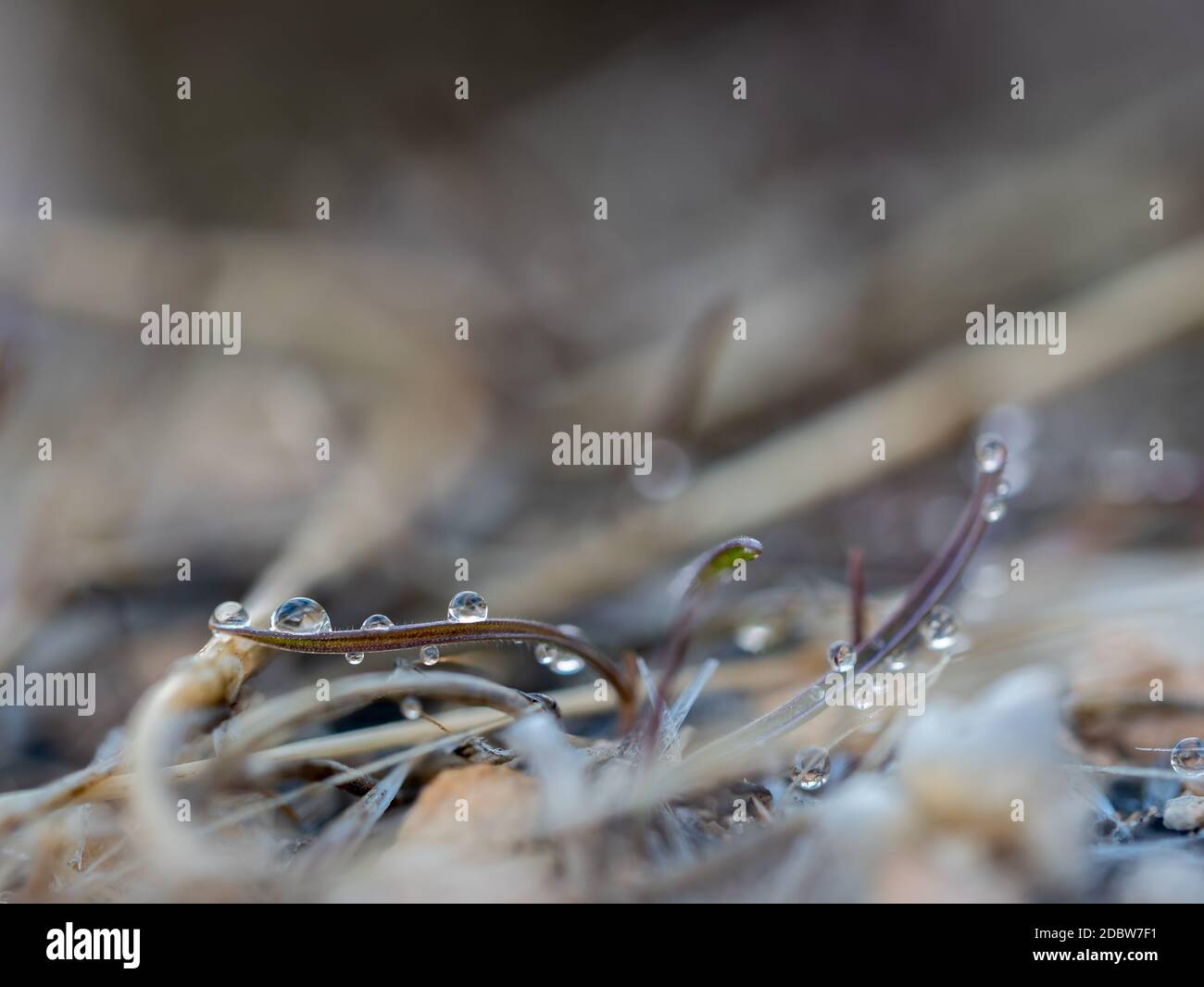 Frozen drops of dew on desert plant leaves Stock Photo - Alamy