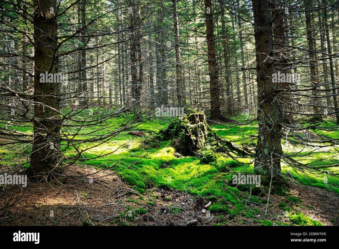 Spruce Tree Forest, clearing with moss and tree trunk Stock Photo - Alamy