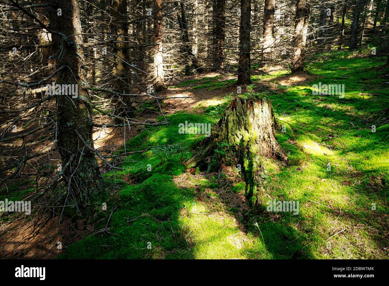 Spruce Tree Forest, clearing with moss and tree trunk Stock Photo - Alamy