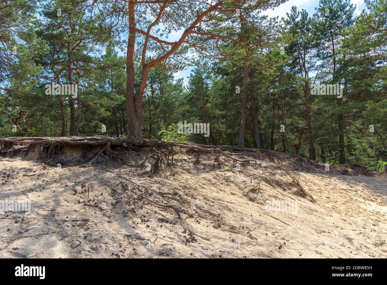 View of conifer forest landscape with sandy ground in southern Poland ...