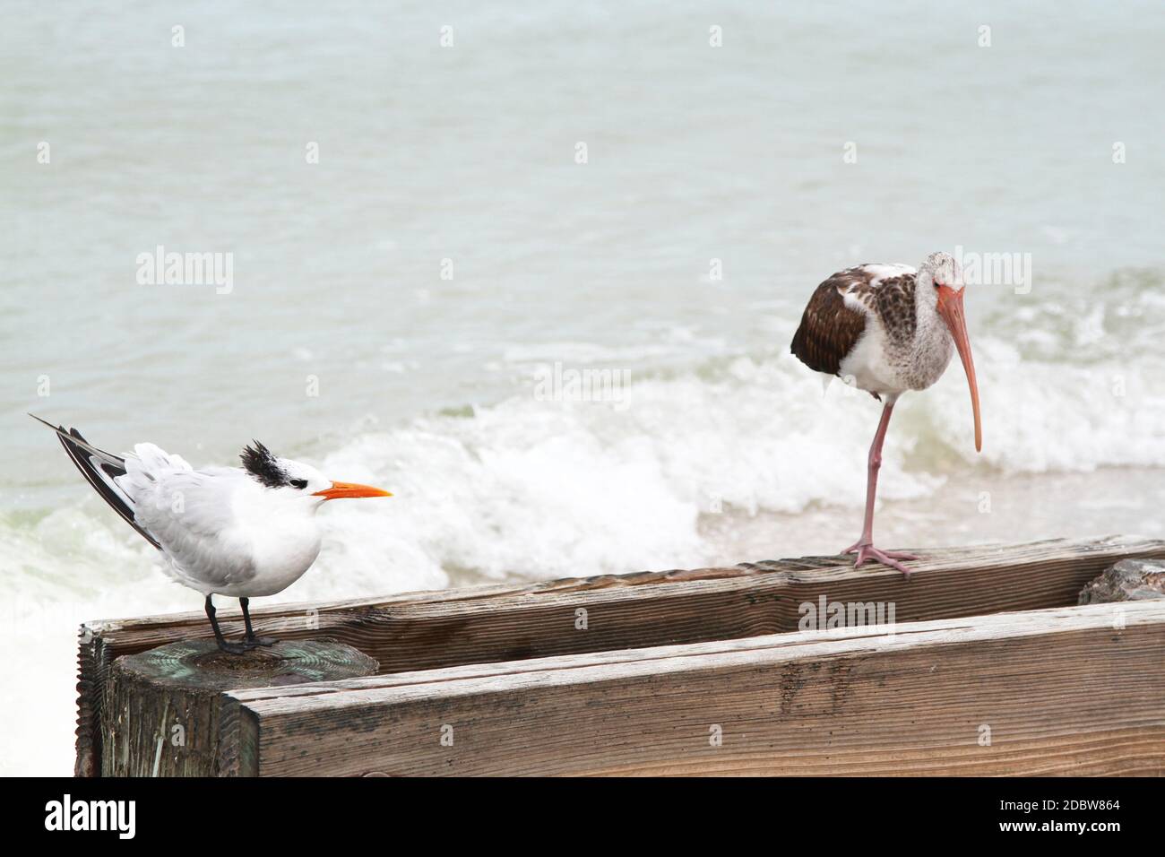 Birds sitting on a wood box Stock Photo - Alamy