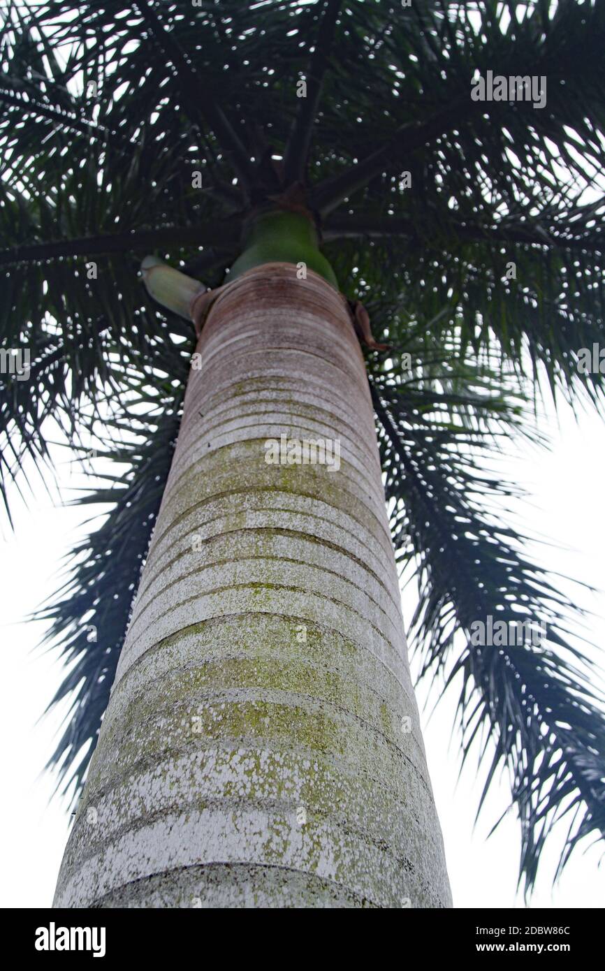 Tall palm trunk and leaves hi-res stock photography and images - Alamy