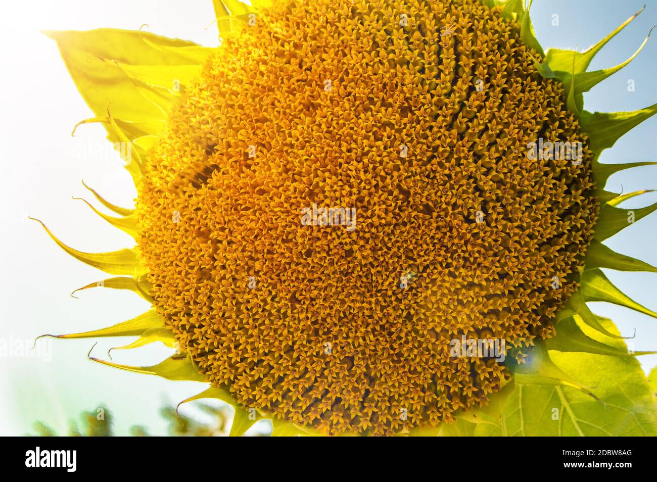 One round sunflower against the sky with sun rays and highlights on a ...
