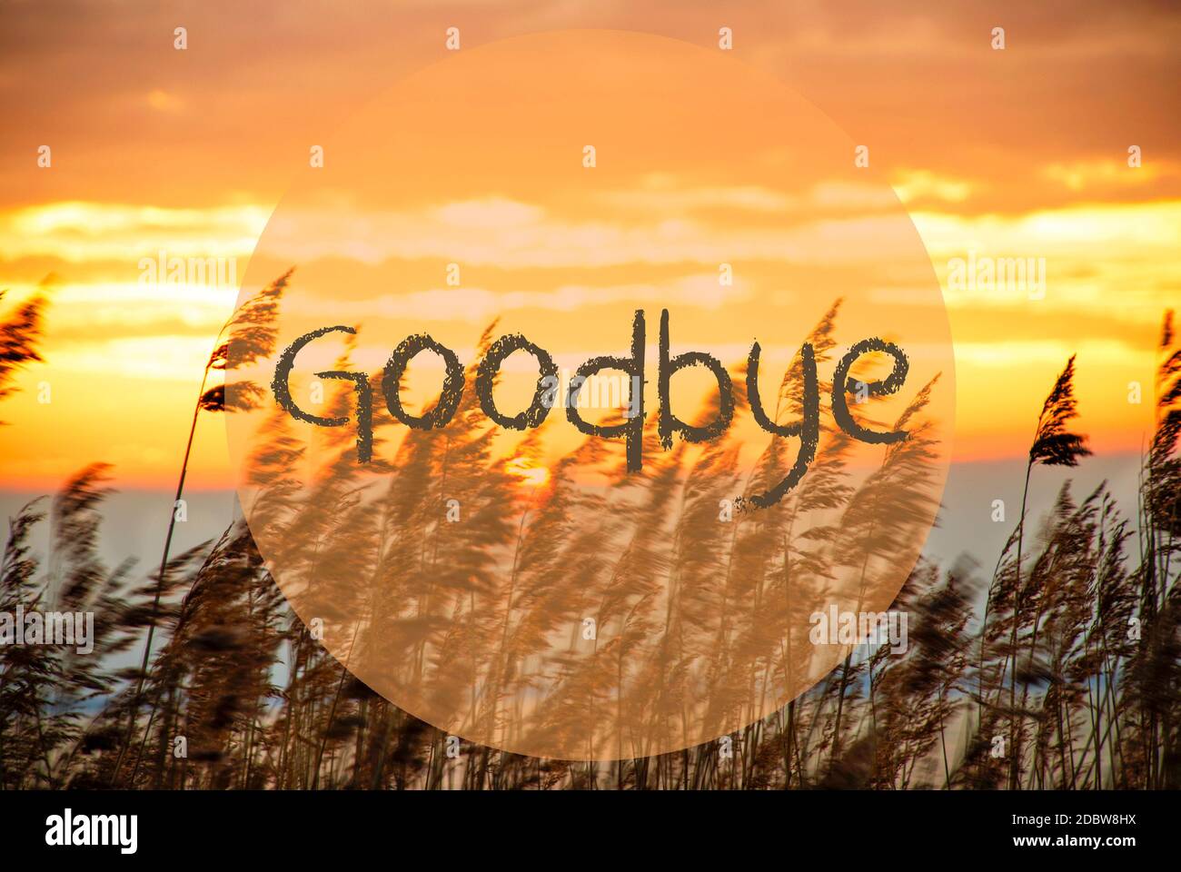 English Text Goodbye. Beach Grass At Sunrise Or Sunset In Background ...