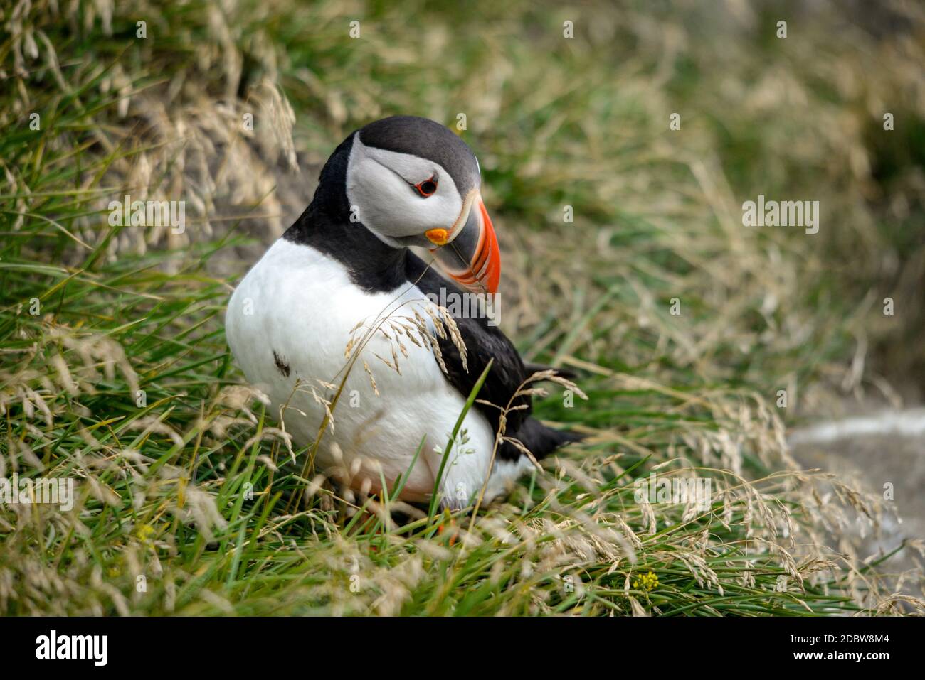The Atlantic puffin, also known as the common puffin Stock Photo - Alamy