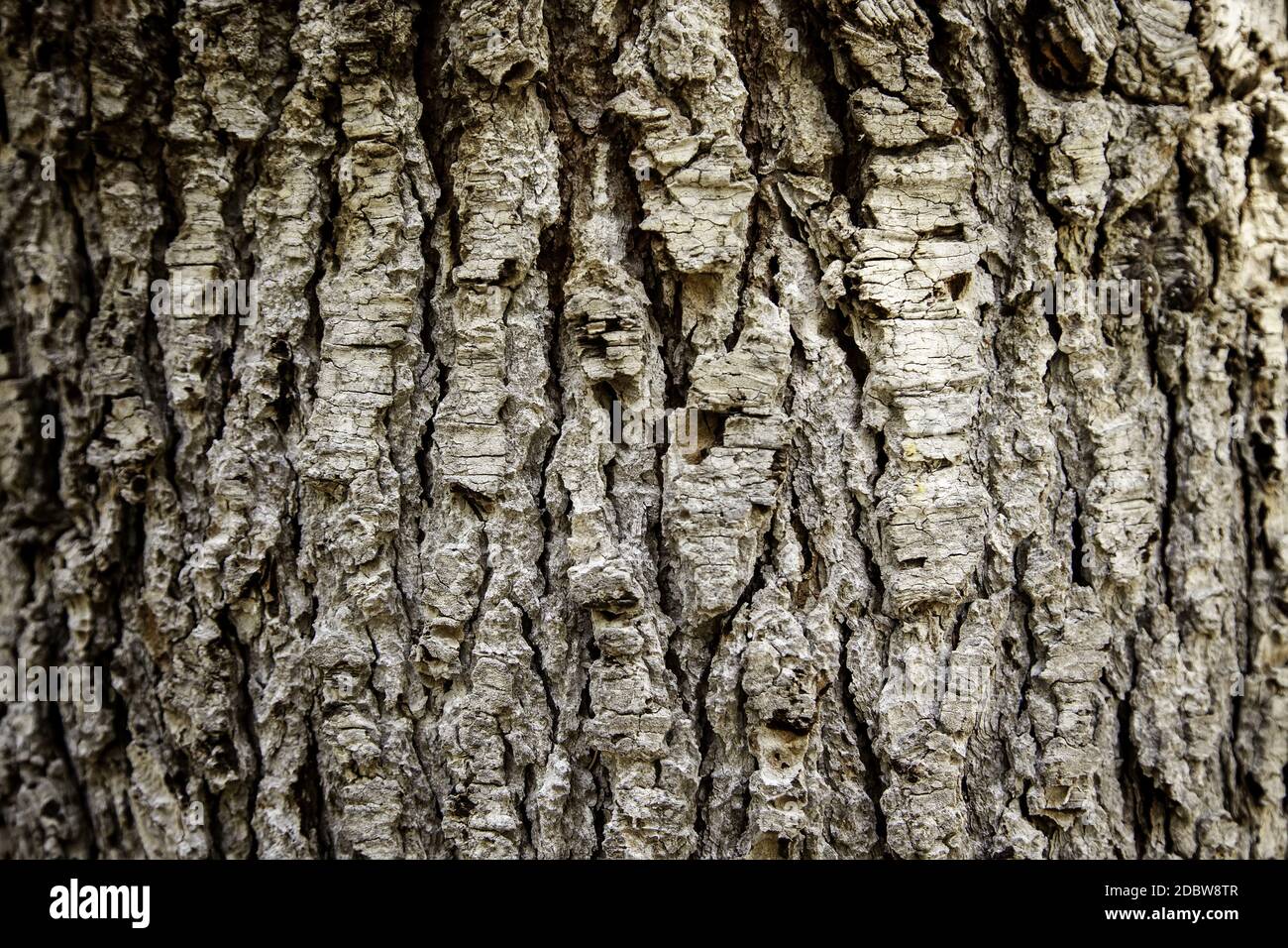 Tree bark texture, detail of tree in nature Stock Photo - Alamy