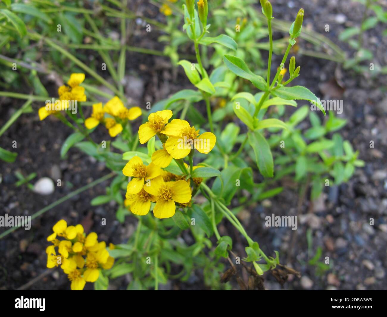 Yauhtli tagetes lucida hi-res stock photography and images - Alamy