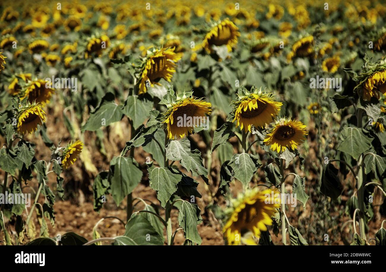 Sunflowers field, detail of plants in nature, organic farming Stock ...